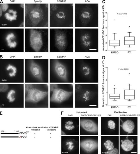 Inhibition Of Farnesylation Does Not Affect Cenp E And Cenp F Kt Download Scientific Diagram