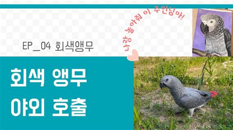 회색앵무 야외 호출 훈련 Youtube