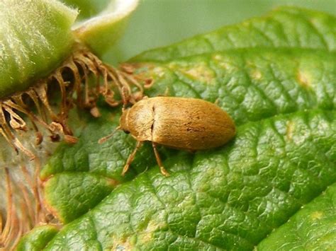 Raspberry Beetle Identification Life Cycle Facts And Pictures