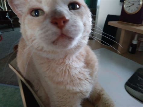 Gilbert Cat 2007 2021 Find A Grave Memorial