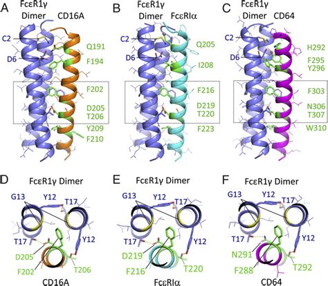Structural Models Of Cd16a And Related Fc Receptors Assembled With The