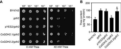 Yeast Complementation Assay Of Csgdh2s A Dotting Assay Of Yeast