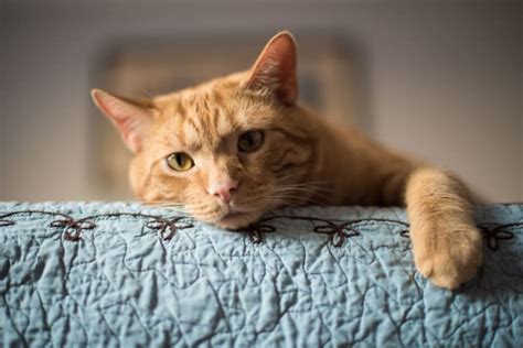 Pet Eating Problems Why My Cat Wont Eat Somerset Vets