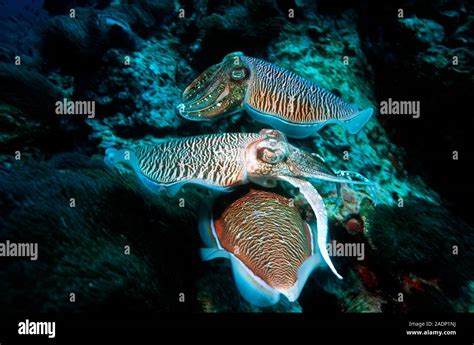 Broadclub Cuttlefish Reproduction Sepia Latimanus Male Cuttlefish