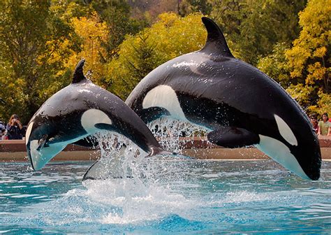 Killer Whales Taken At Marineland Niagara Falls Robert Dewar Flickr