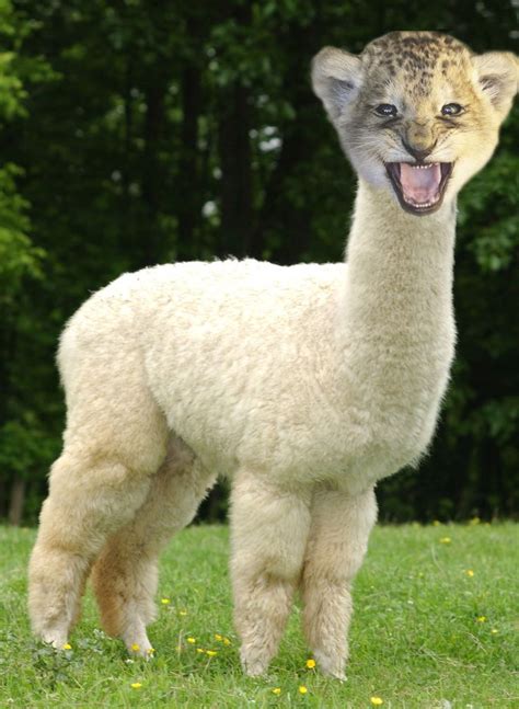 Llama Alpaca Hybrid