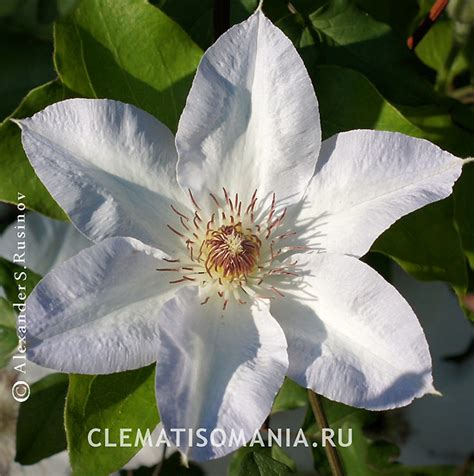 Клематис ВАЛГЕ ДААМ