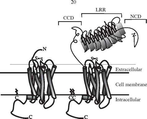 Figure 2 From Luteinizing Hormone Receptor Expression And Post