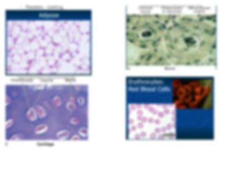 Solution Module 4 Biology Tissue Structure And Function Studypool Solution Module 4 Biology Tissue Structure And Function Studypool
