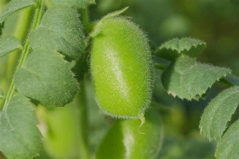 What Do Lentil Plants Look Like At Oliver Goodisson Blog