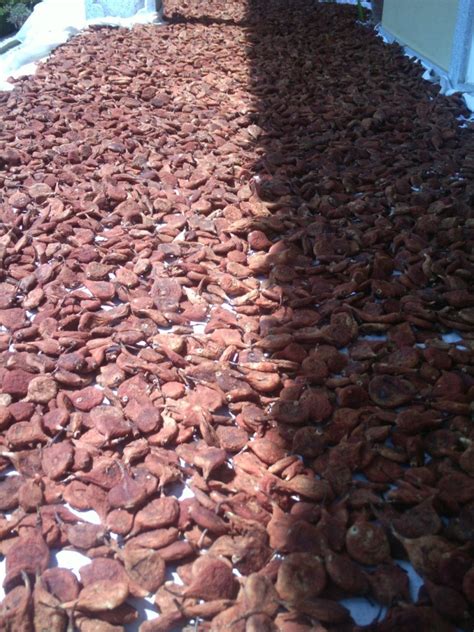 Traditional Drying Method Download Scientific Diagram