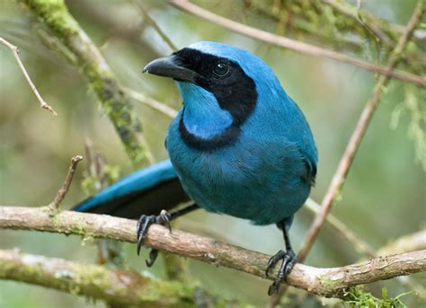 Turquoise Jay Colorful Birds Mixed Flock Birds