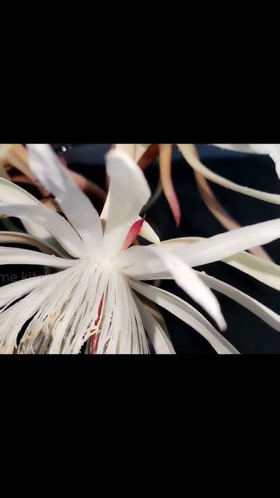 අපේ ගෙදර පිපුණු කඩුපුල් මල් 🌛🌙🌓🌔🙏🙏🙏 Flowers Trending Youtubeshorts