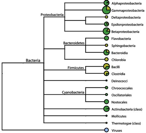 Megan Analysis Demonstrating Taxonomic Assignment Of Blast Hits Of The