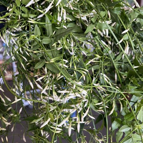 White Jasmine Vine Fabulous Florals