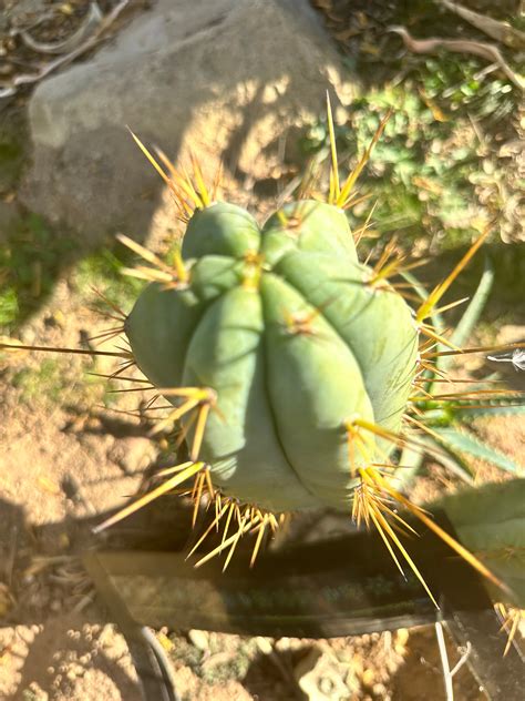 👑 Lotusland Huanu — Girthy 11” Pup