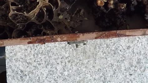 Oneb Wooden Stingless Bee Hive For Agriculture Size Standard At