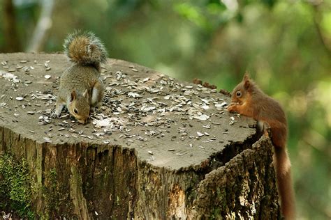 Red Squirrel Vs Grey Squirrel
