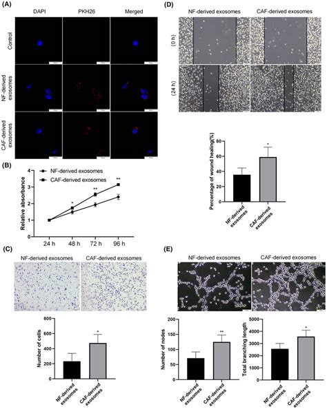 Caf‐derived Exosomes Promote Lymphangiogenesis In Vitro A Exosomes Download Scientific