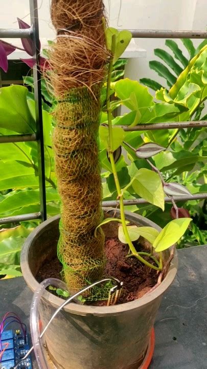 Video Aishwarya Kabadi On Linkedin Automated Plant Watering System🌱