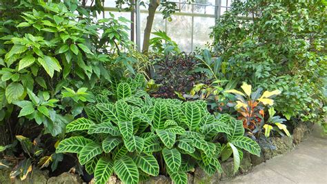File Plants Conservatory  Wikimedia Commons