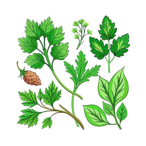 Premium Vector Realistic Beautiful Herbs Vector Illustration