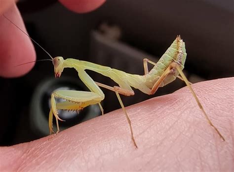 Mantis Sex And Dark Colours On Eyes Head R Mantids