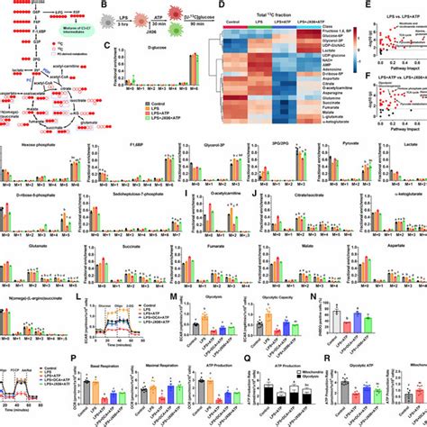 Pdhk Inhibition Improves Glucose Flux And Mitochondrial Respiration In