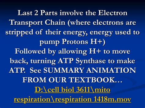 Ppt Mitochondrial Lab Powerpoint Presentation Free Download Id1302596