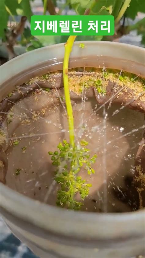 지베렐린 샤인머스켓재배기술 대형비가림비닐하우스 Youtube