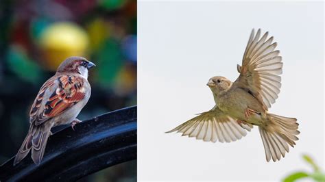 World Sparrow Day Amazing Facts To Know About House Sparrow