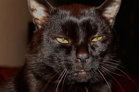 Free Images Relax Kitten Black Cat Fauna Close Up Nose Whiskers
