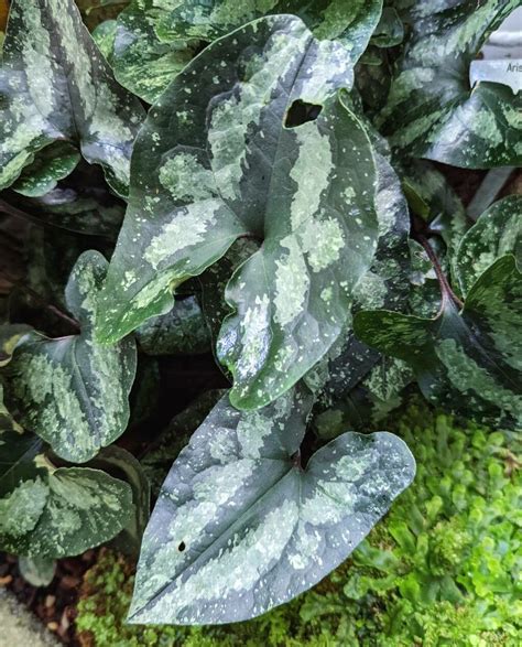 How To Propagate Asarum Splendens