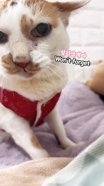 21세 고양이 메소천재적인 아이돌 메소meso The Idol Cat 고양이 Shorts Youtube