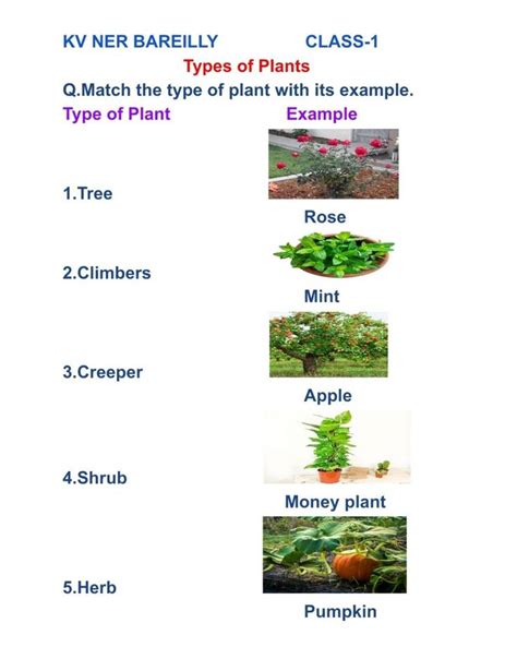 How Plants Grow Worksheet