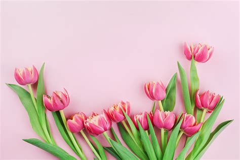 핑크 튤립 꽃 파스텔 배경입니다 플랫이 하다 여 대 또는 어머니날 개념 고풍스런에 대한 스톡 사진 및 기타 이미지 고풍스런
