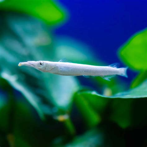 Wrestling Halfbeak Planted Tank Mates