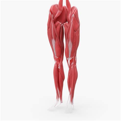 3d модел на анатомия на мускулите на човешките крака