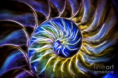 Nautilus Shell Abstract Photograph By Tom Gari Gallery Three