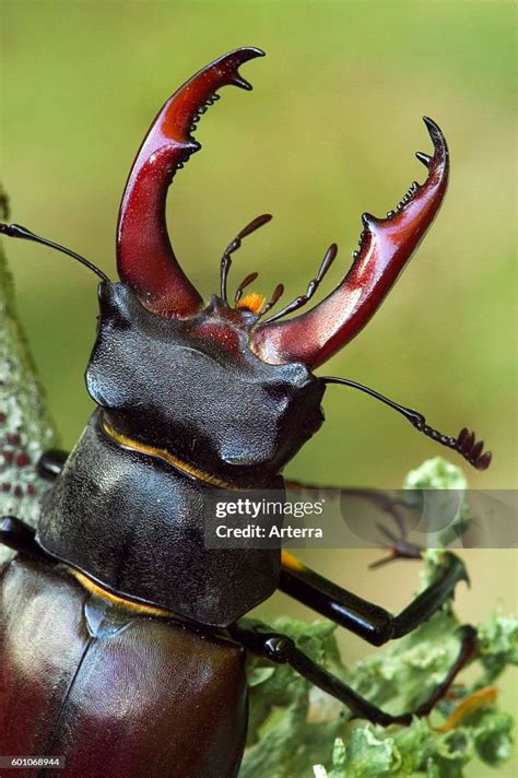 Stag Beetle Close Up Portrait Of Male Showing Enlarged Mandibles News