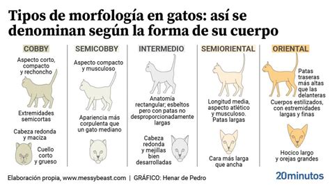 Los Distintos Tipos De Cuerpos En Los Gatos Domésticos Y Sus