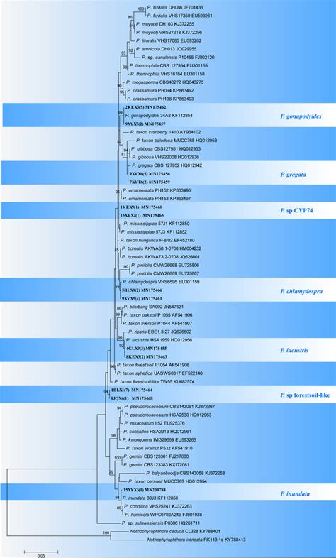 A Phylogram Based On ITS Sequence Data Indicating The Placement Of