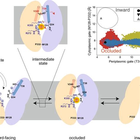 Substrate Binding And Conformational Dynamics Of Oxlt Ac Md Download Scientific Diagram
