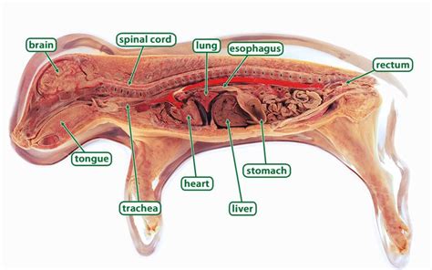 Fetal Pig Dissection Diagram And Functions Fetal Pig Stomach