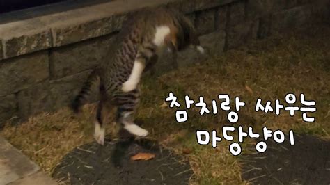 간식이랑 1 1로 싸우는 마당냥이 다코 Youtube