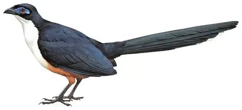 Delalandes Couas Coua Delalandei Information Earth Life