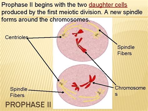 Stages Of Meiosis Chapter 10 Chromosomes Become Visible