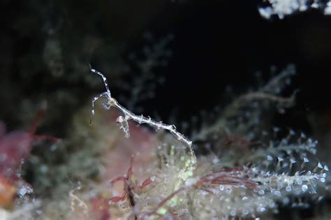 Cmp Skeleton