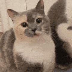Bug Issue Azhon Appupdate Github
