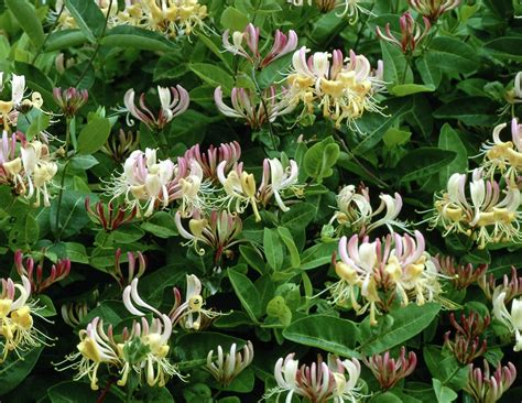 How Do I Identify Japanese Honeysuckle Vs American Honeysuckle